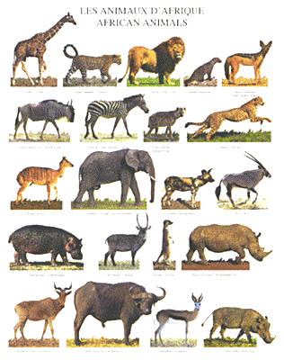 animaux sauvage - Page 6